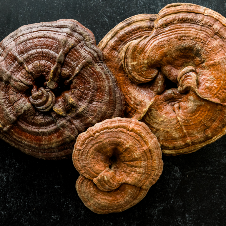 Why Enchanted Earth - Enchanted Earth | Mushroom & Herbal Blend Remedies